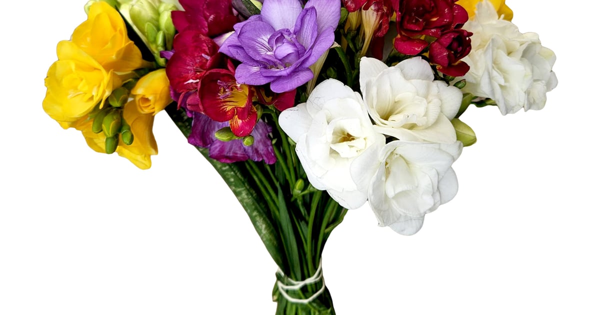 Floris Buchet de frezii colorate 25 fire