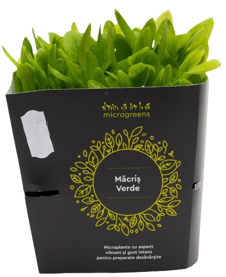 Mix de microplante pentru salata (varza rosie, macris verde, floarea ...